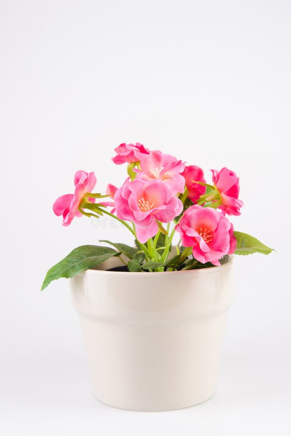 Pink Flowers in Pot stock image. Image of colored, flower - 66453605