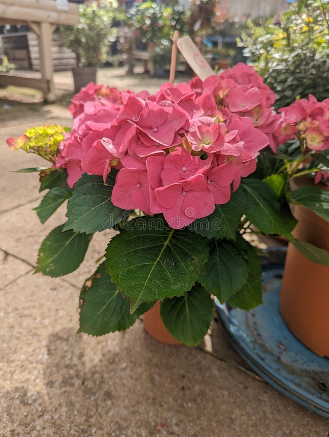 Pink Flowers in a Pot on Patio at Garden Centre Stock Image - Image of ...