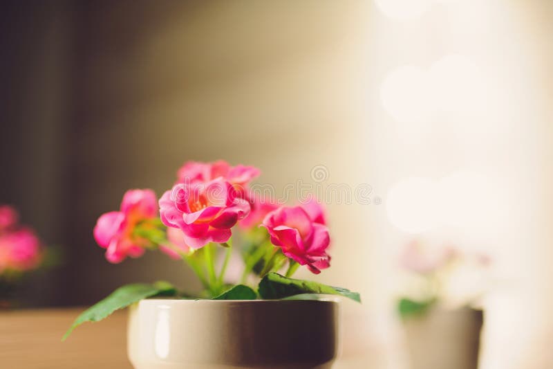 Pink Flowers stock image. Image of botany, potted, cultivated - 66520881