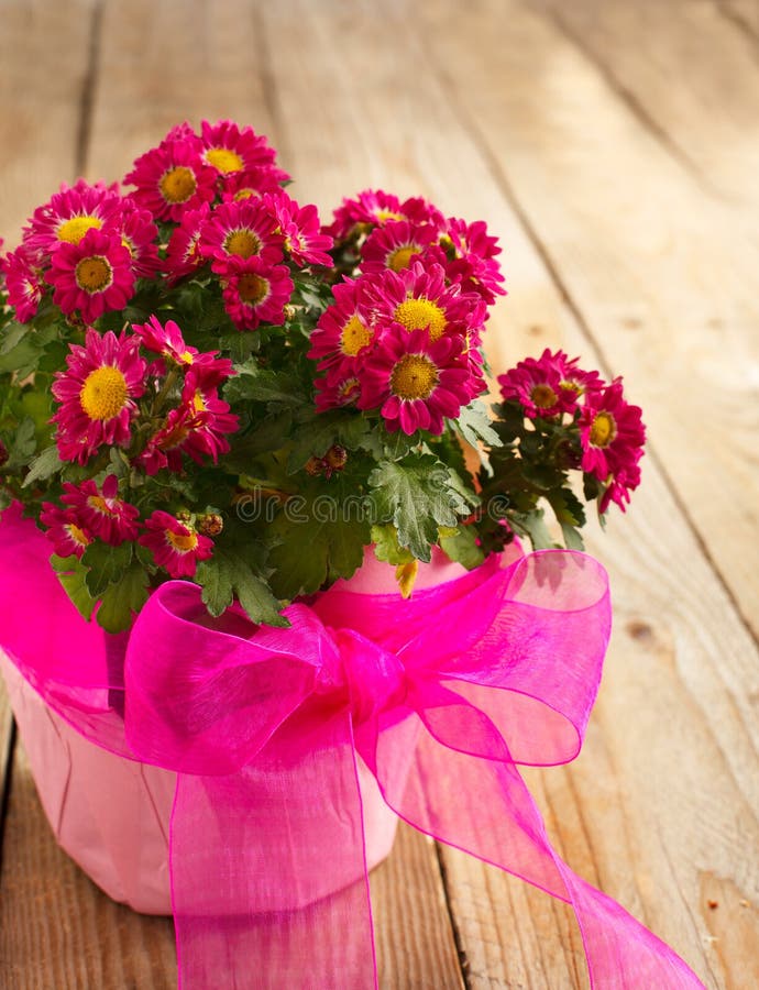 Pink Flowers in the Pot stock photo. Image of fresh, beautiful - 30475032