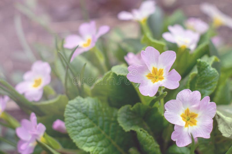 Pink Flowers of Primula on a Bed in the Spring Stock Photo - Image of ...