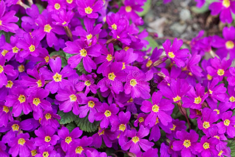 Pink Flowers of Primula X Pruhoniciana Stock Image - Image of floral ...