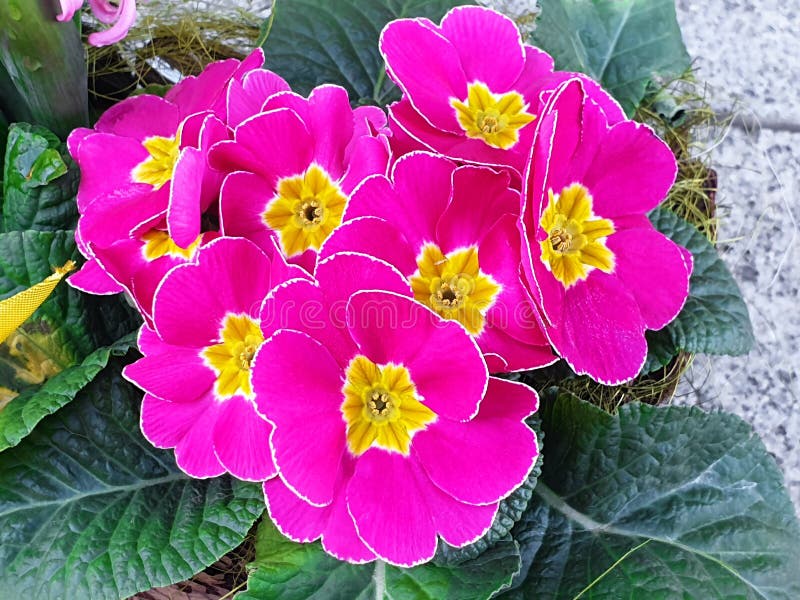 Pink Flowers Primula Vulgaris Stock Photo - Image of closeup, grow ...
