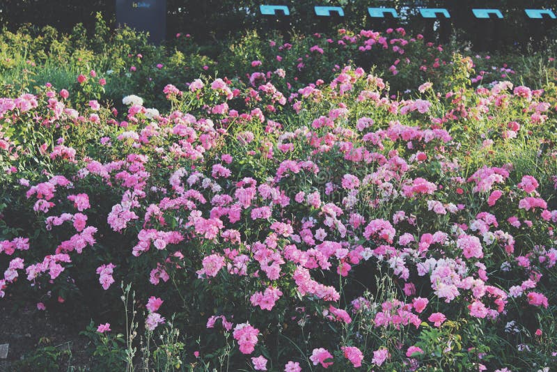 Pink flowers stock photo. Image of flowers, pink, colors - 154886938