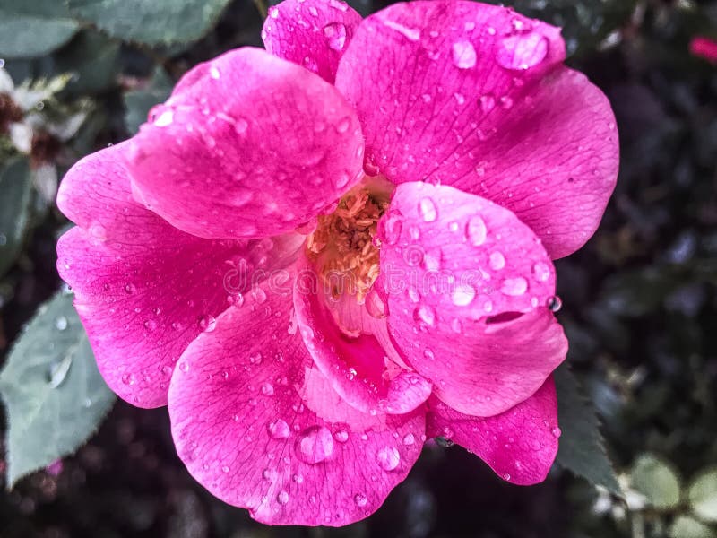 Pink flowers and rain stock image. Image of decoration - 77688061