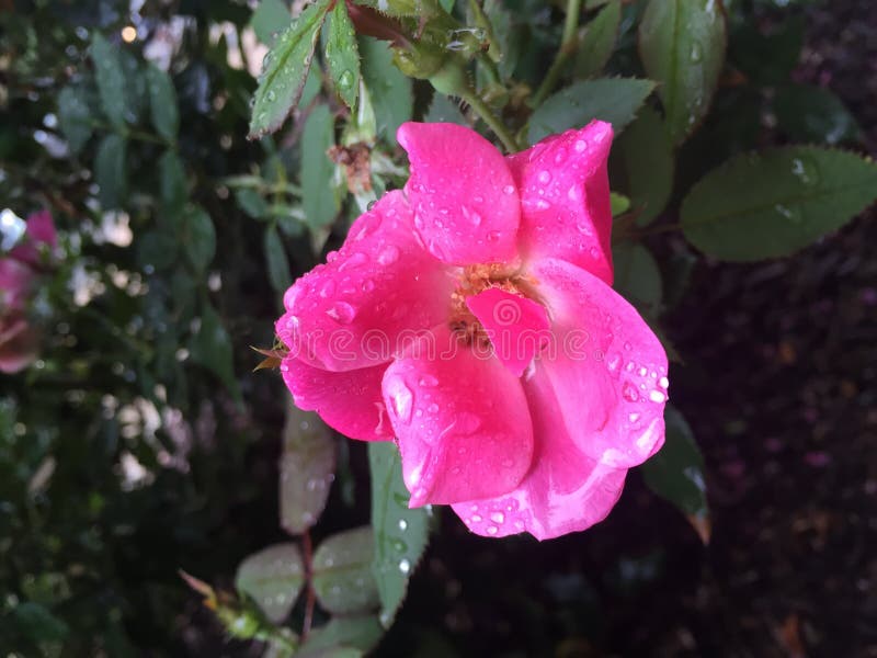 Pink flowers and rain stock image. Image of moisture - 77514209