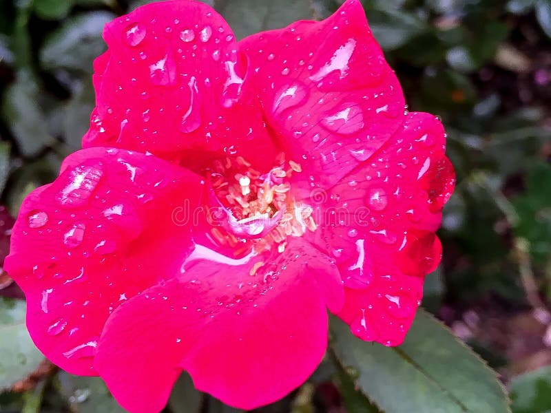 Pink flowers and rain stock image. Image of bloom, clean - 77685501
