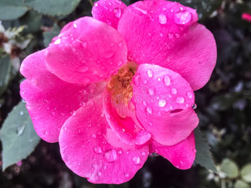 Pink flowers and rain stock photo. Image of flower, abstract - 77685520