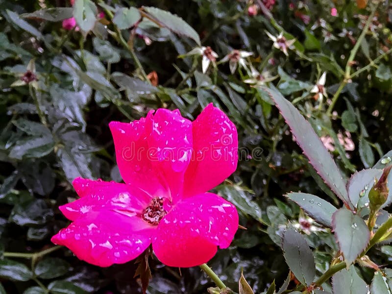 Pink flowers and rain stock photo. Image of color, bush - 77685526