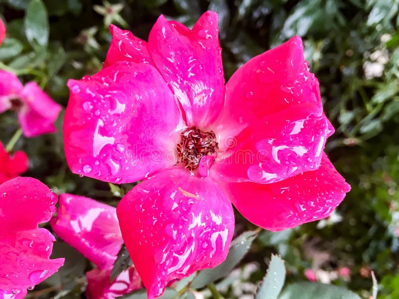Pink flowers and rain stock image. Image of bush, flora - 77685555