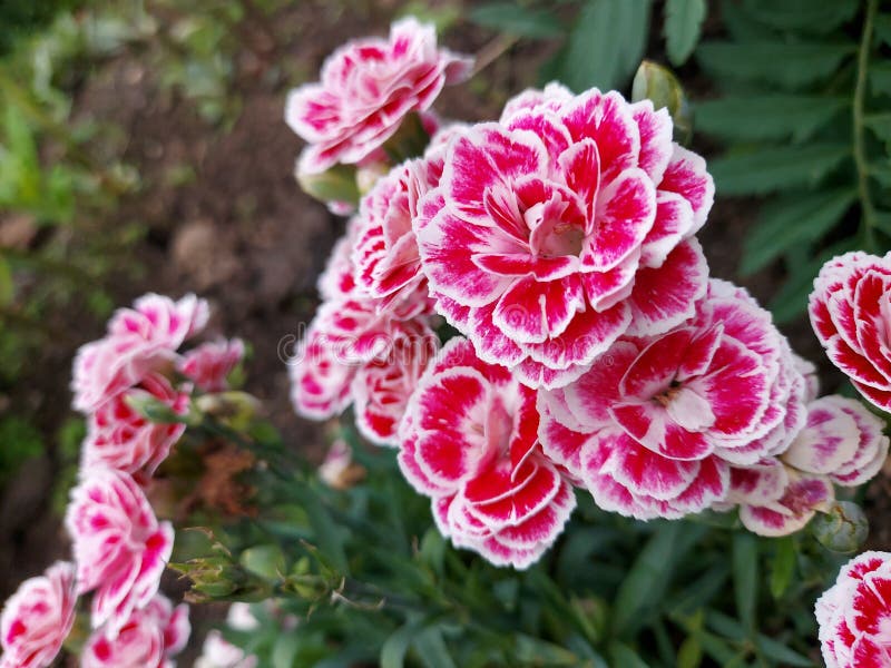 Pink flowers red stock photo. Image of produce, blossom - 189720192