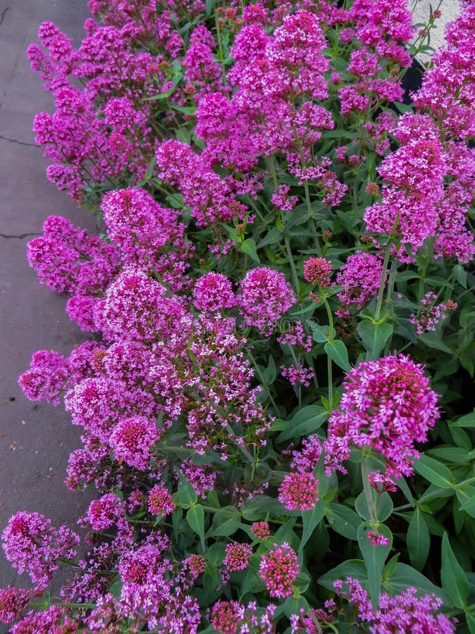 Pink Flowers of Red Valerian, Which is Called Jupiter Beard Stock Image ...