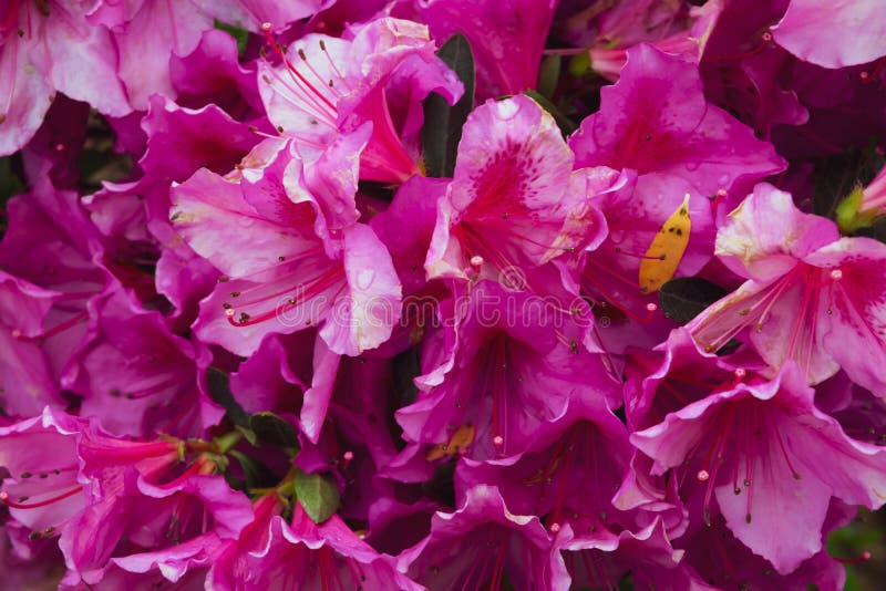 Pink Flowers Rhododendron in the Garden, Close-up. Floral Background ...