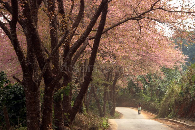 Pink Flowers on the Road Side Stock Image - Image of prunus, spring ...