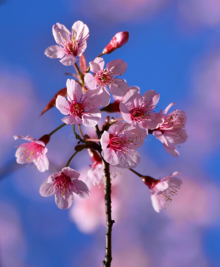 Sakura pink birds stock photo. Image of active, life - 37098418