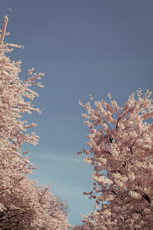 Pink Flowers of Sakura Tree in Full Spring Bloom. Blue Sky Stock Image ...
