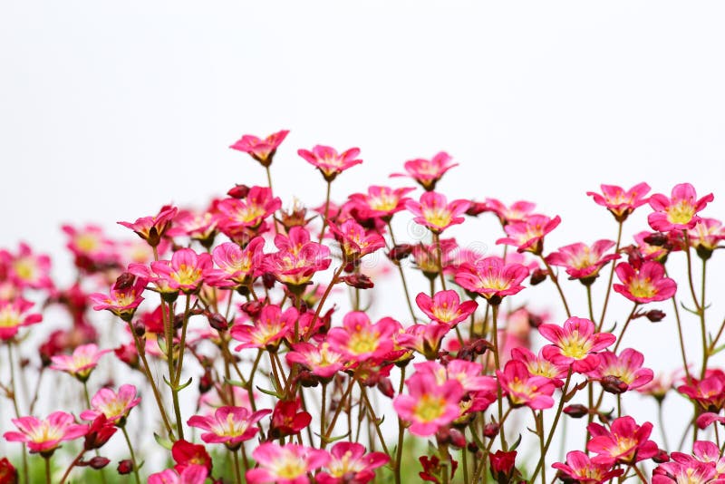 Pink flowers Saxifrage stock image. Image of macro, season - 33248869