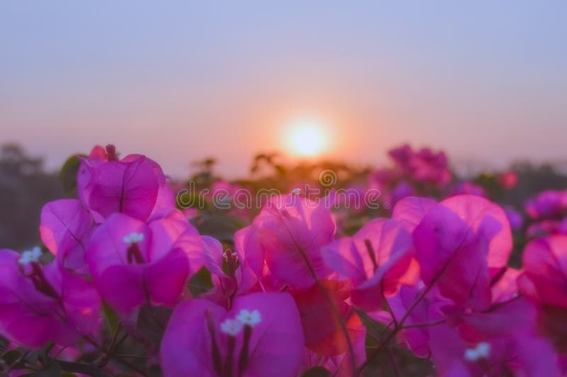 Pink Flowers with Setting Sun in the Background Stock Image - Image of ...