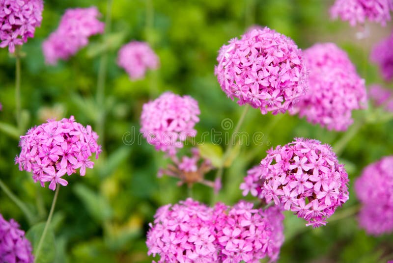 Pink Flowers (silene Compacta) Stock Image - Image of caryophyllaceae ...