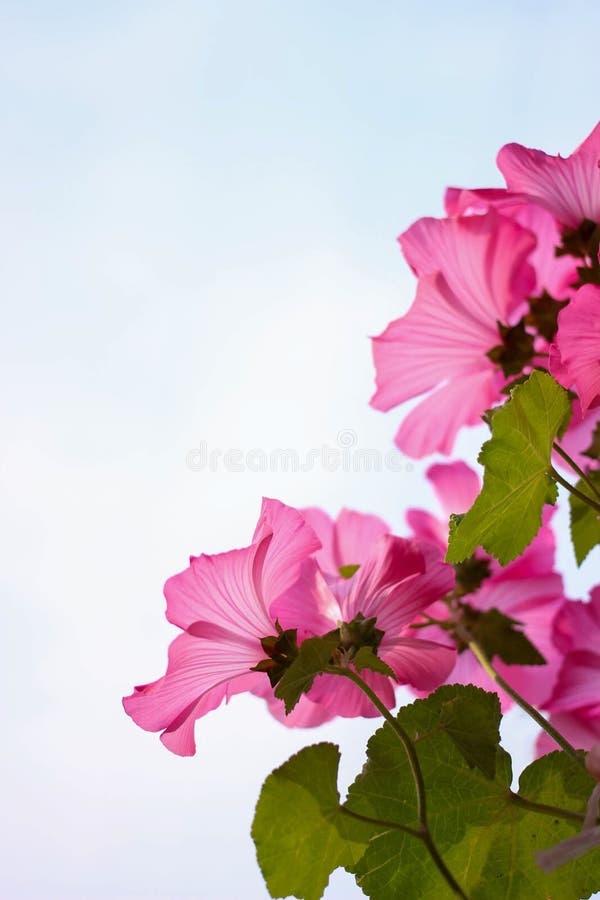 Pink Flowers on Sky Background Stock Image - Image of gardening, summer ...