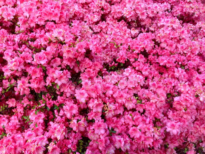 Pink flowers stock photo. Image of park, freshment, pink - 83391796