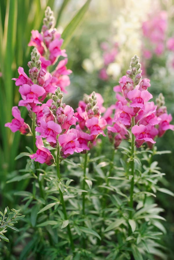 Pink Flowers Snapdragon in the Garden at Summer Stock Photo - Image of ...