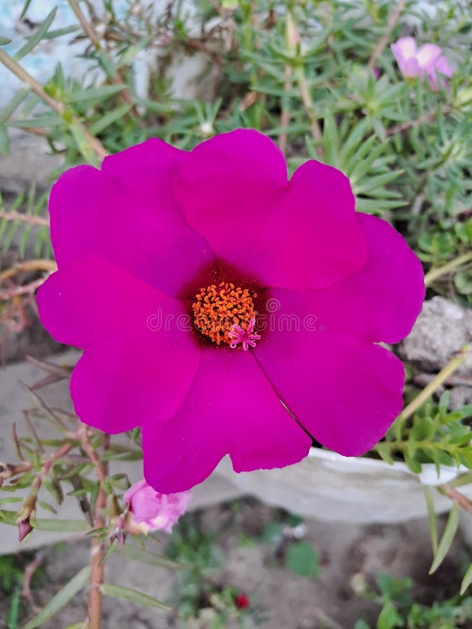 Pink Flowers Soft Touch Pleasing Eye Stock Photos - Free & Royalty-Free ...