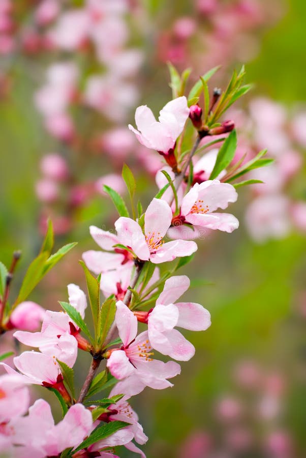 Pink flowers spring stock photo. Image of blossom, freshness - 25028774