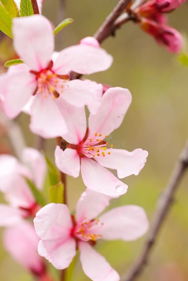 Pink flowers spring stock photo. Image of fresh, selective - 25028802