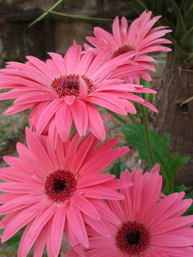 Pink flowers stock image. Image of leafs, grandmothers - 57607463