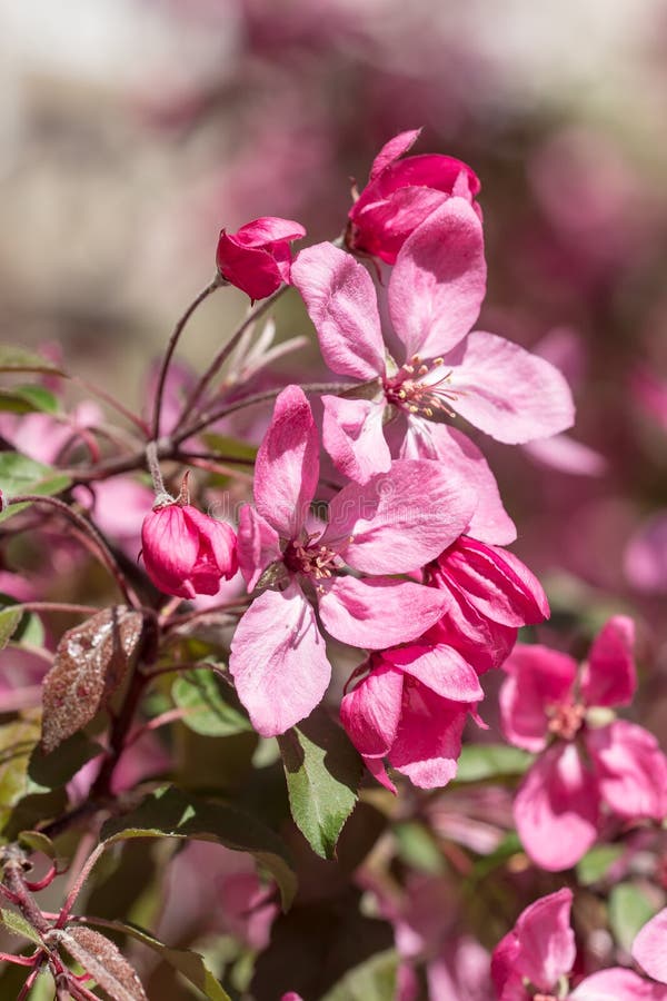 Pink flowers in spring stock photo. Image of pink, growth - 40779324