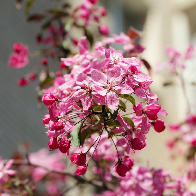 Pink flowers in spring stock photo. Image of closeup - 87565044