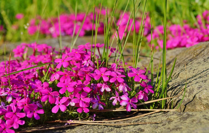 Pink Flowers - Spring in the Botanical Garden Stock Photo - Image of ...