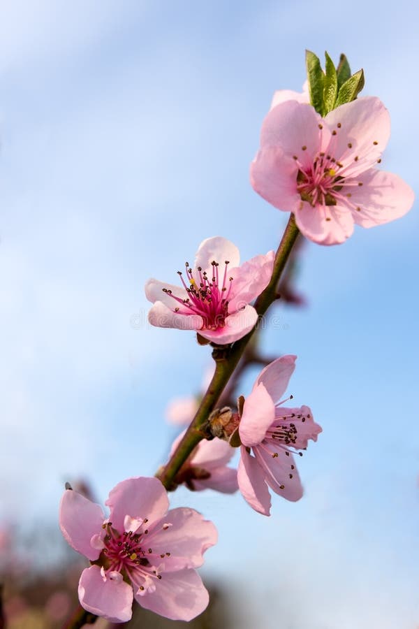 Pink Flowers of Spring Fruit Tree Stock Photo - Image of pink, closeup ...