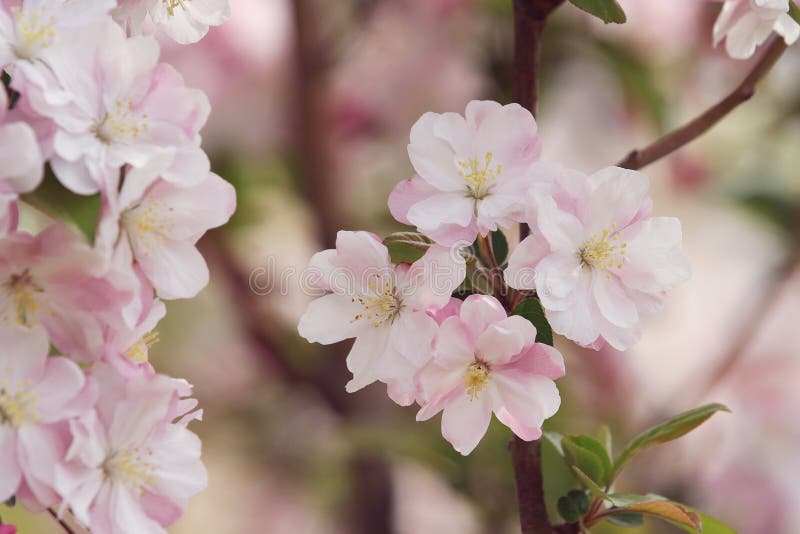 Pink flowers in spring stock image. Image of flower - 148939501