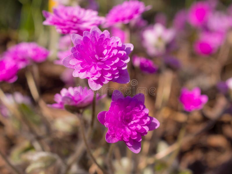 Pink flowers in spring stock image. Image of nature - 217466249