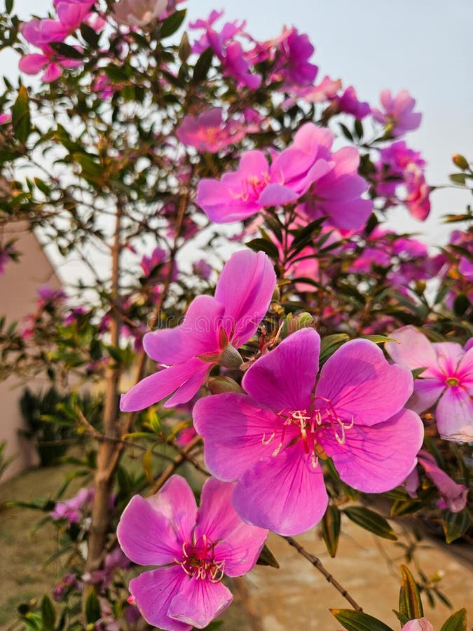 Pink Flowers in Spring Under the Sunlight Like a Romantic and Beautiful ...