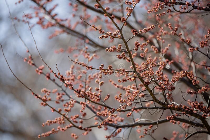 Pink Flowers Sprout from a Tree Branch in a Madrid Park in Spring Stock ...