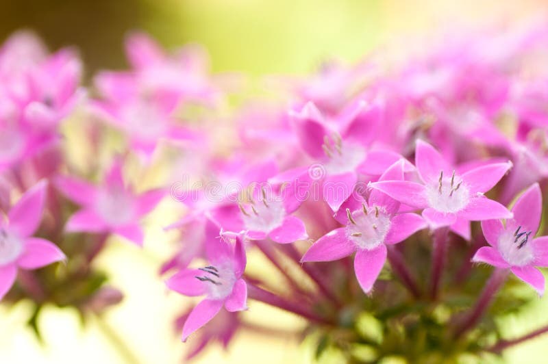 Pink Star Cluster Flowers Blooming (Pentas Lanceolata) Stock Image ...