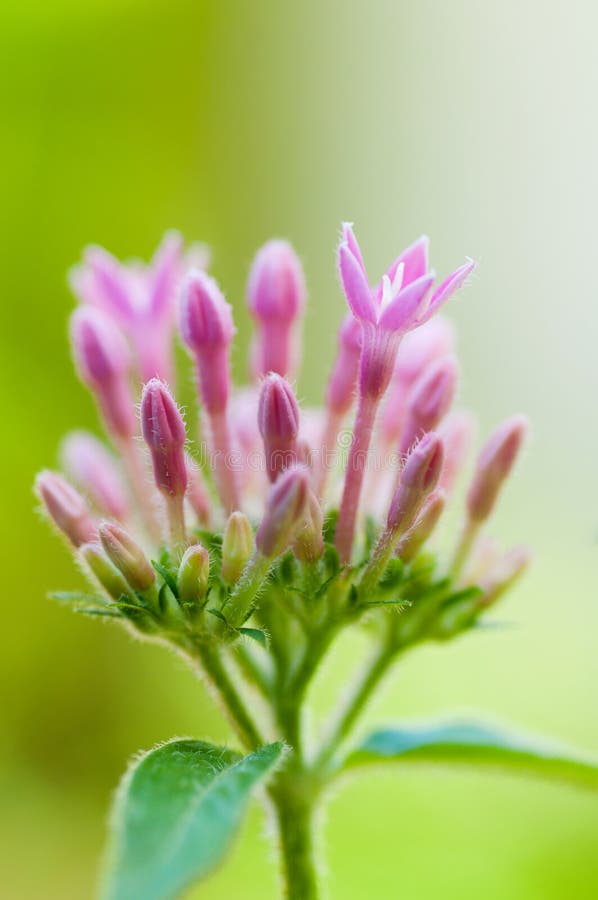 Pink Flowers - Star Cluster Stock Photo - Image of natural, lanceolata ...