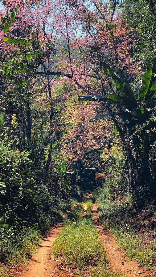 Pink Flowers in the Summer Forest in the Forest Stock Image - Image of ...