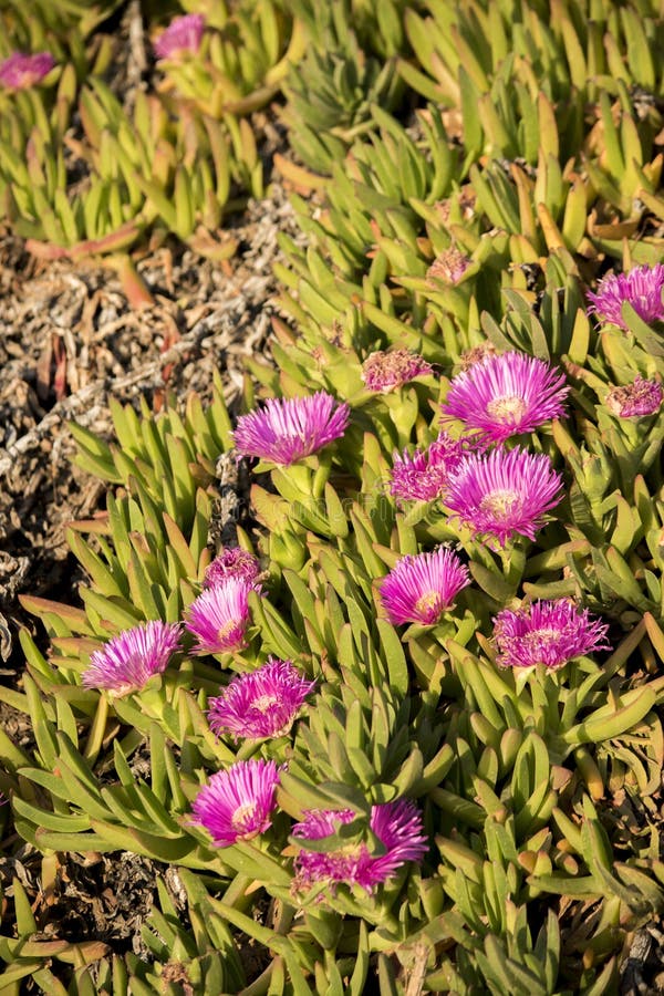 Pink Flowers of the Sunbeam or Lampranthus Stock Photo - Image of ...