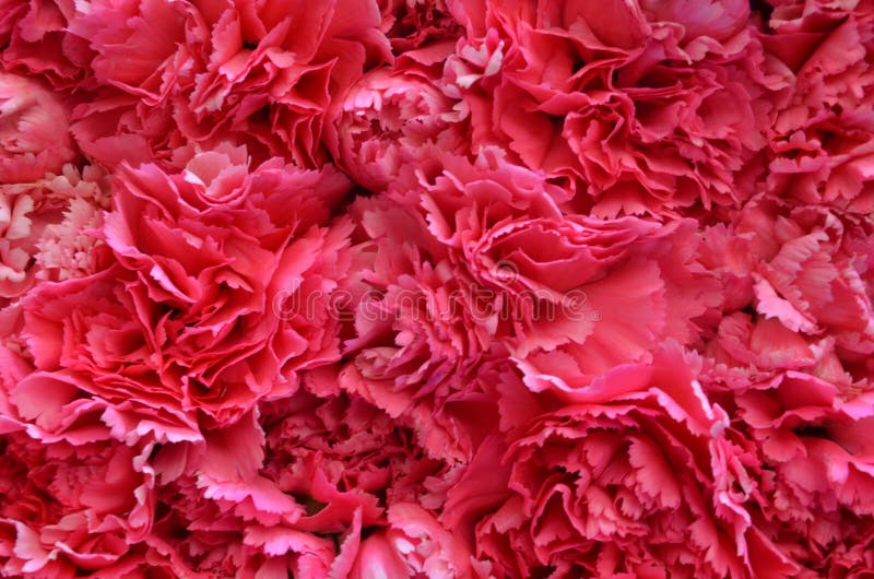 Pink Flowers Texture stock photo. Image of naturaleza - 95043000