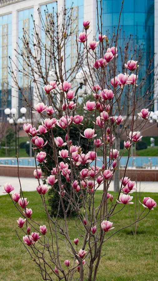 Pink Flowers of 8-th of March Stock Image - Image of tree, pink: 141433805