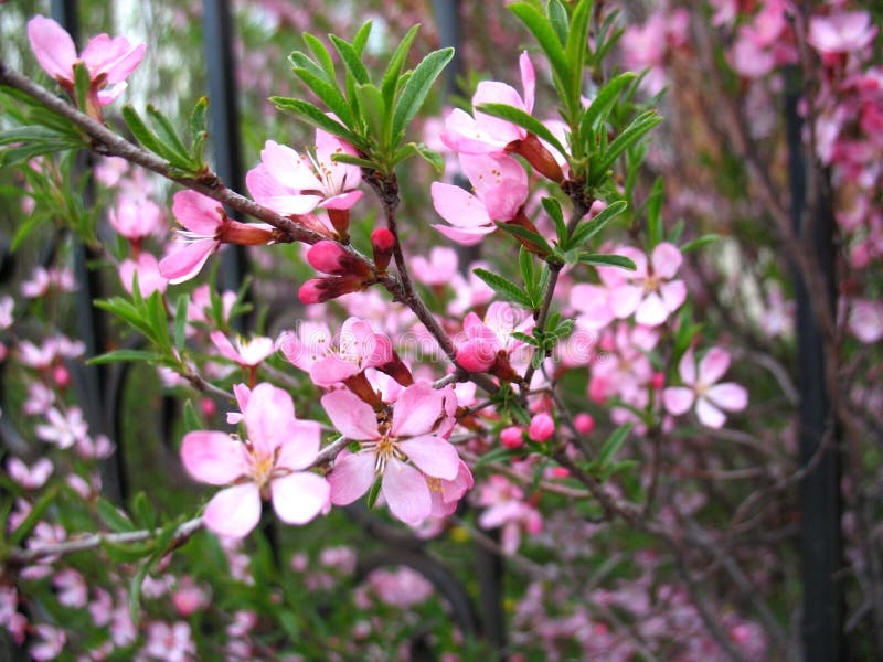 Pink flowers stock image. Image of spring, wild, closeup - 32930823