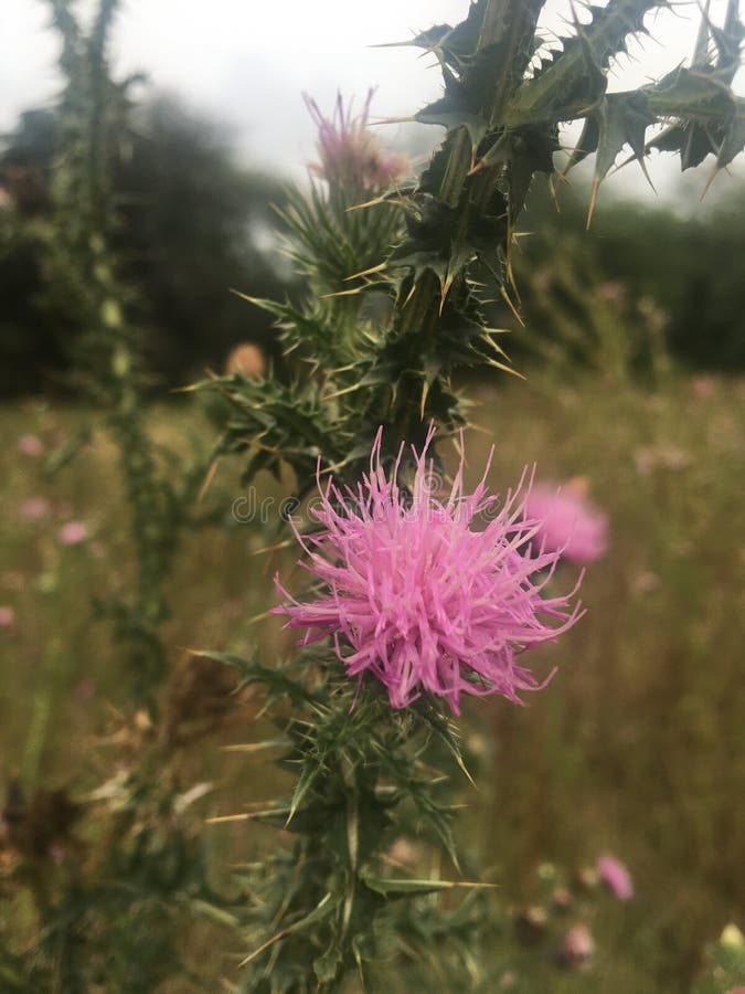 Pink flowers of a thistle stock image. Image of natural - 240223571