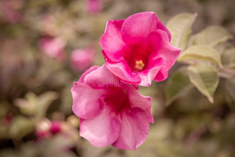 Pink Flowers with Pink Tone, 2 Pink Flowers in Garden Stock Photo ...