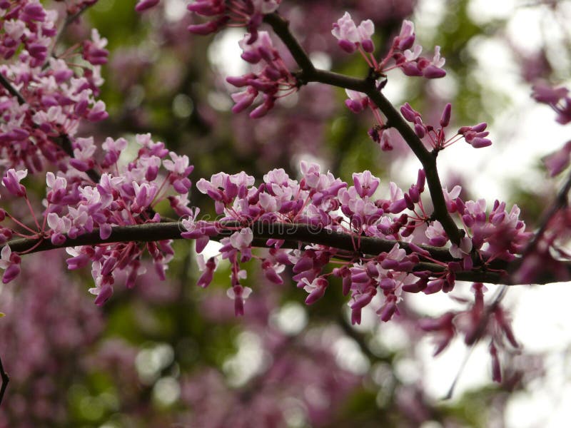 Pink flowers tree stock photo. Image of pink, tree, trees - 221383278