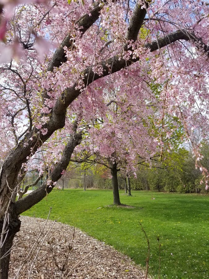 Pink Flowers on a Tree Branch Stock Image - Image of plant, shrub ...