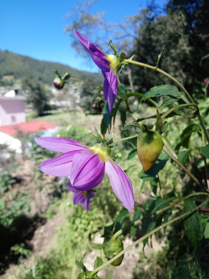 Donod Style Stock Photos - Free & Royalty-Free Stock Photos from Dreamstime